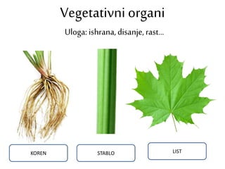 Vegetativno razmnožavanje biljaka | PPTX