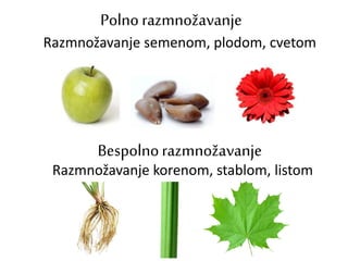 Vegetativno razmnožavanje biljaka | PPTX