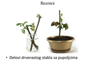 Vegetativno razmnožavanje biljaka | PPTX