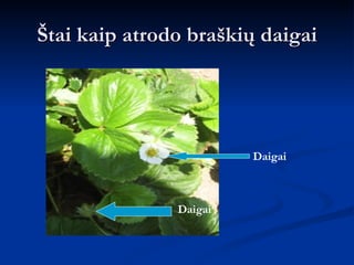 Vegetatyvinis dauginimasis daržininkystėje | PPT