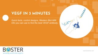 Learn VEGF in 3 minutes | Vascular Endothelial Growth Factor A, VEGFA ...