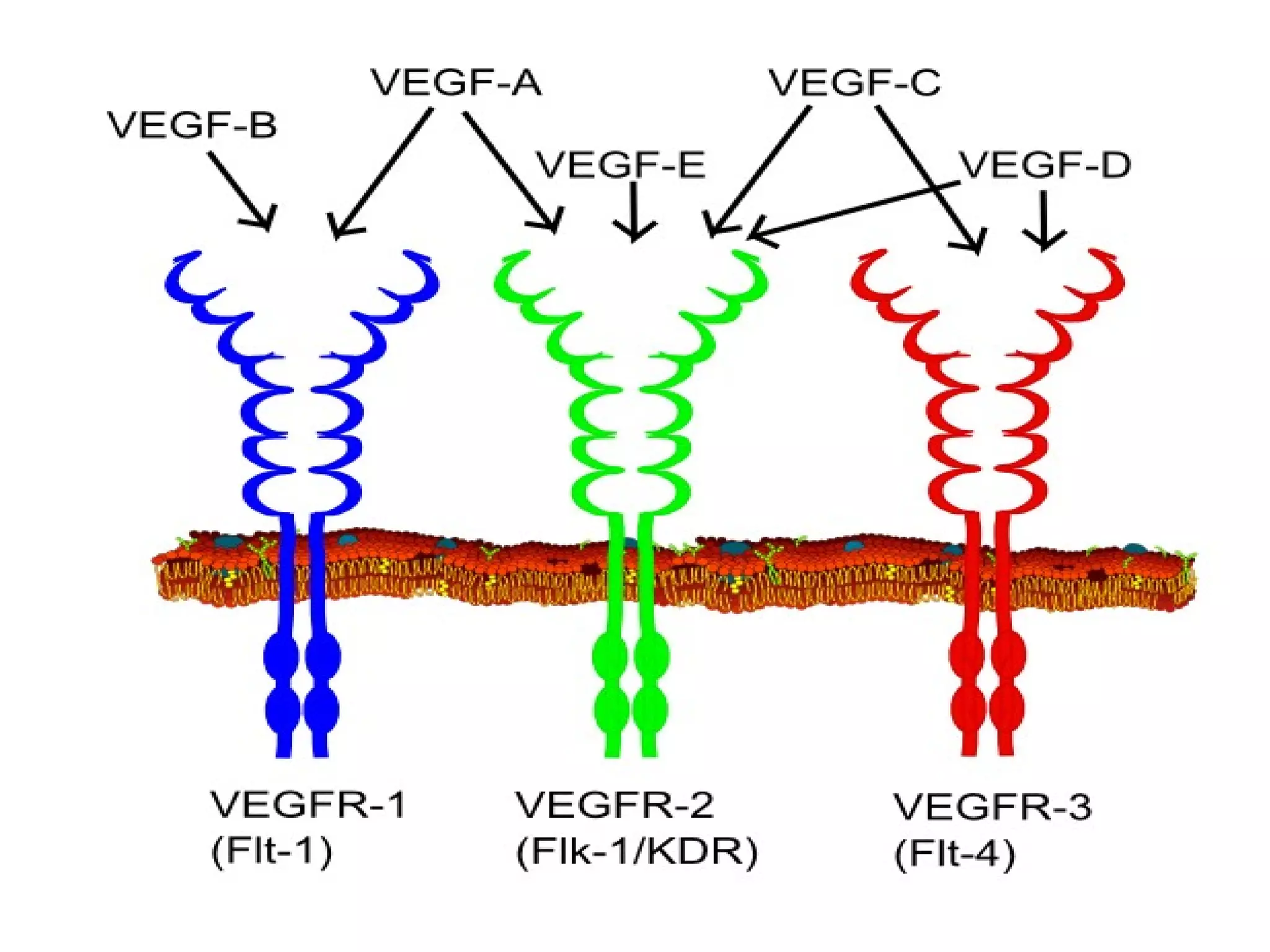 Vegf inhibitors for ophthalmic use | PPT
