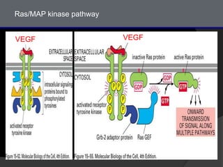 Vegf signaling | PPTX