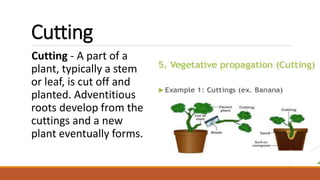 Vegitative propagation | PPTX