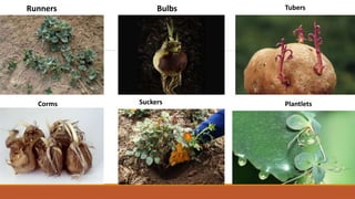 Vegitative propagation | PPTX
