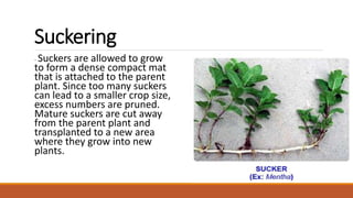 Vegitative propagation | PPT