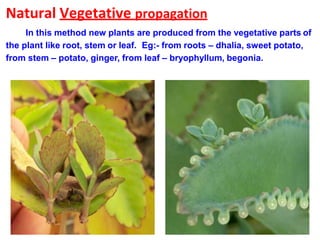 vegitativepropagation1-140926223253-phpapp02.pptx