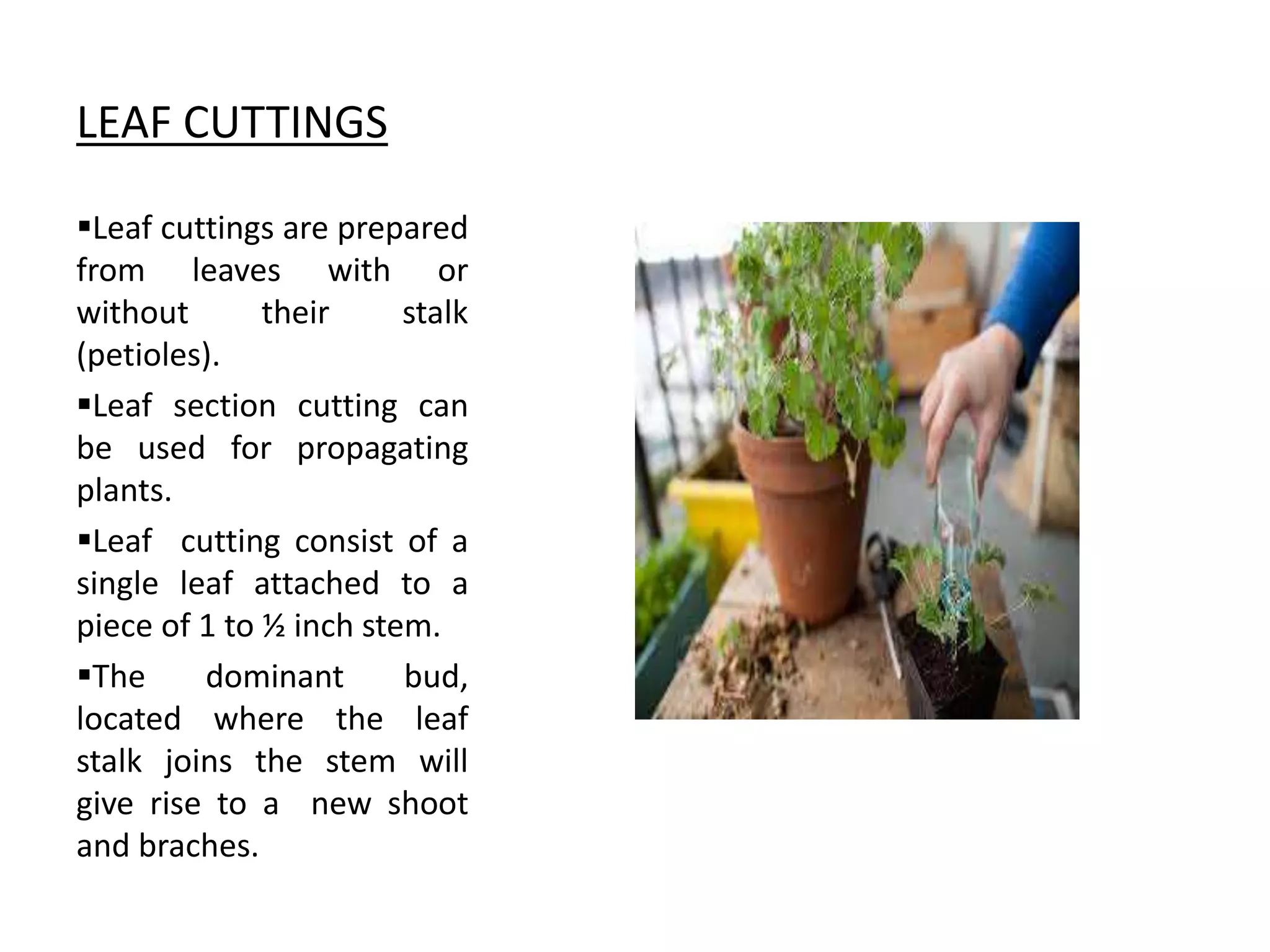 Vegetative propagation 1 | PPTX