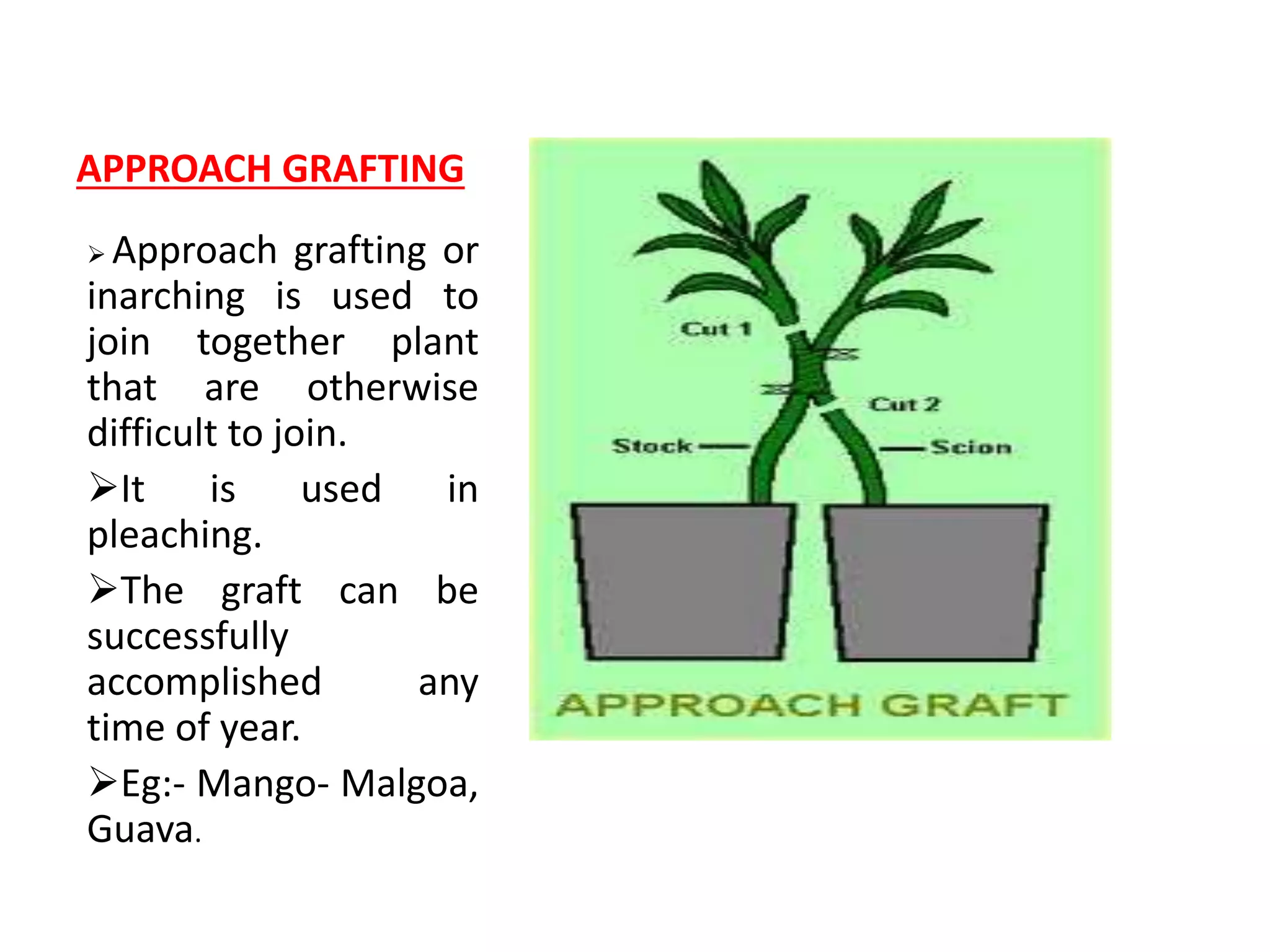 Vegetative propagation 1 | PPTX