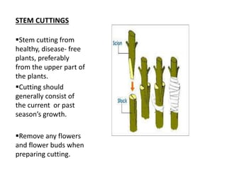 Vegetative propagation 1 | PPTX