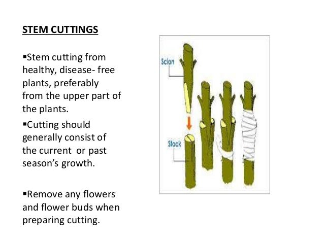 Vegetative propagation 1
