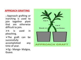 vegitativepropagation1-140926223253-phpapp02 (1).pdf