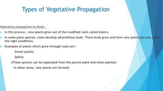 vegtative reproduction . Mohan sai srinivas ^J class 5 E ^.pptx