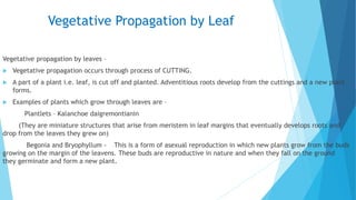 vegtative reproduction . Mohan sai srinivas ^J class 5 E ^.pptx