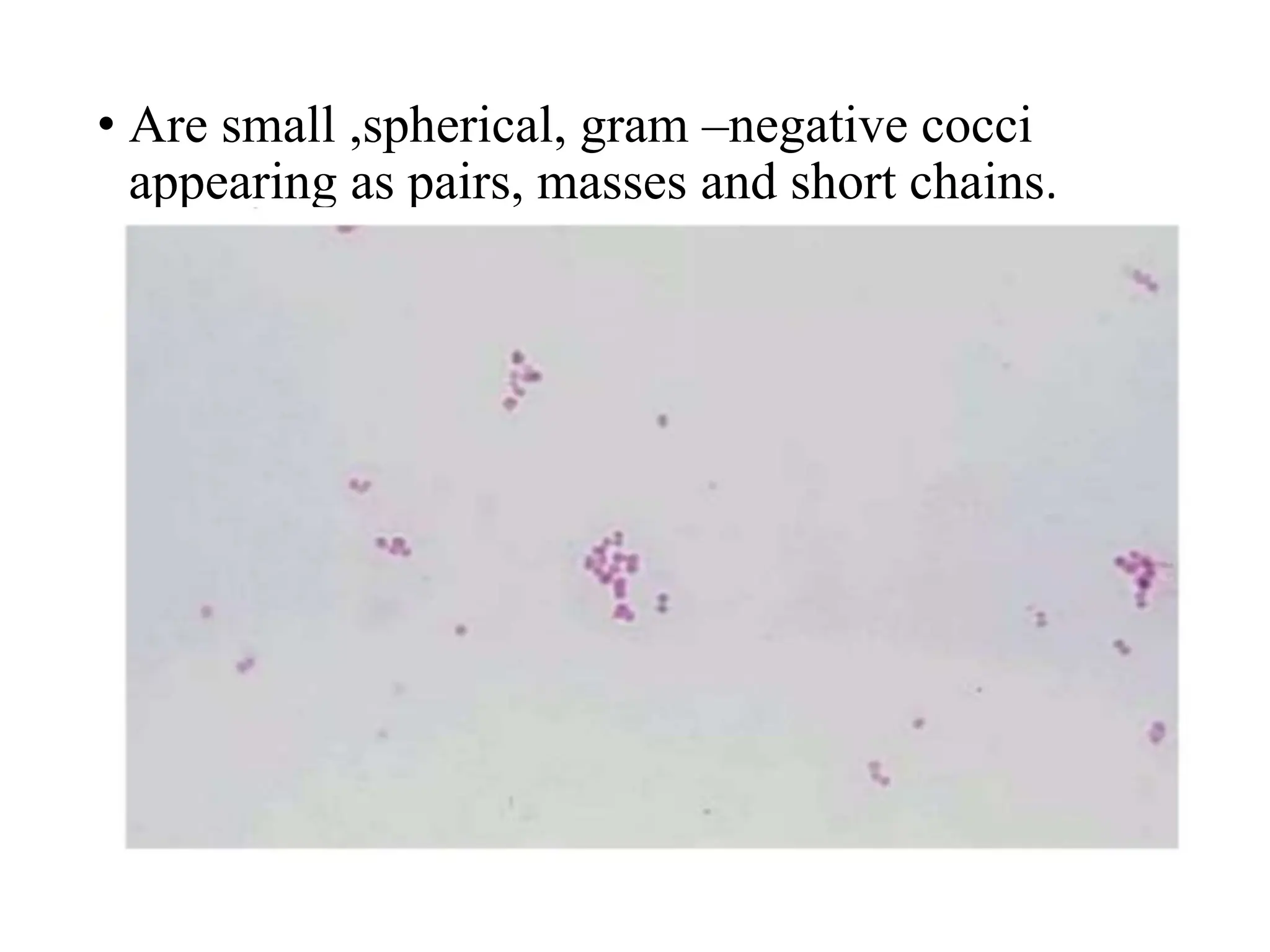 VEILLONELLA microbiology bacteria presentation .pptx