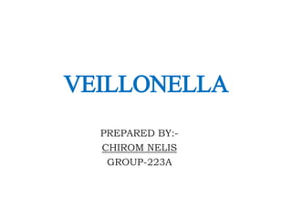 VEILLONELLA microbiology bacteria presentation .pptx