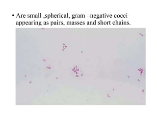 VEILLONELLA microbiology bacteria presentation .pptx