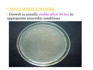 VEILLONELLA microbiology bacteria presentation .pptx