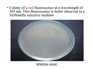 VEILLONELLA microbiology bacteria presentation .pptx