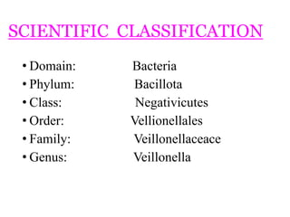 VEILLONELLA microbiology bacteria presentation .pptx