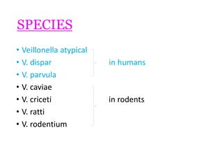 VEILLONELLA microbiology bacteria presentation .pptx