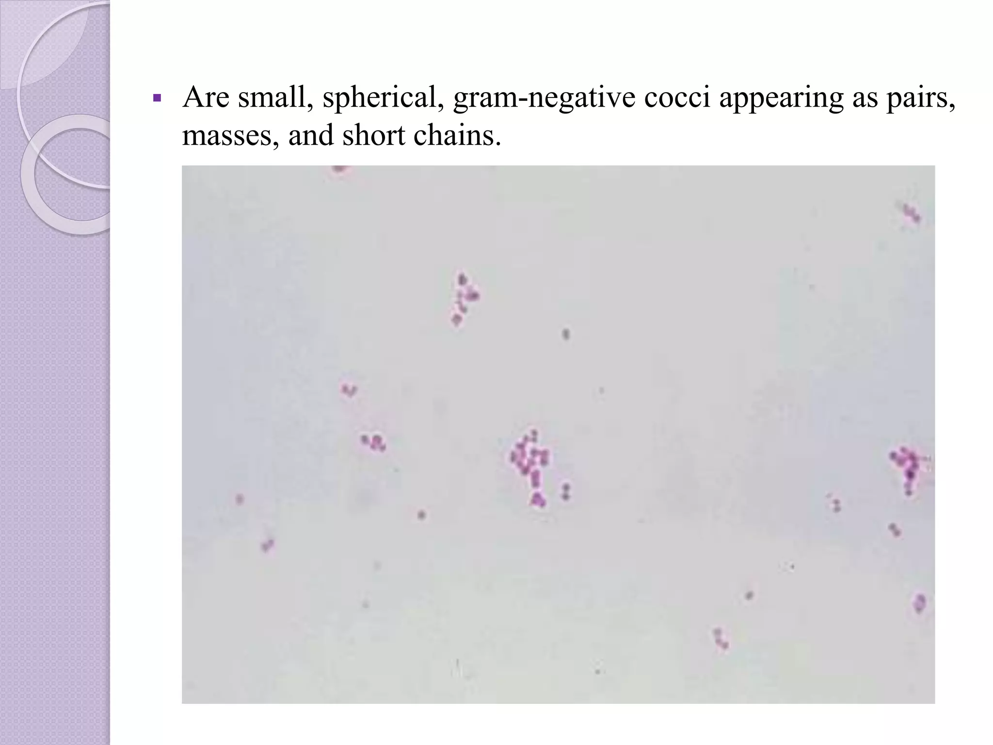 Veillonella ppt | PPTX