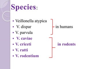 Veillonella ppt | PPTX