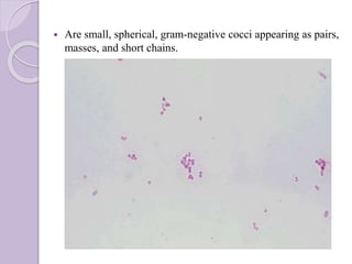 Veillonella ppt | PPTX