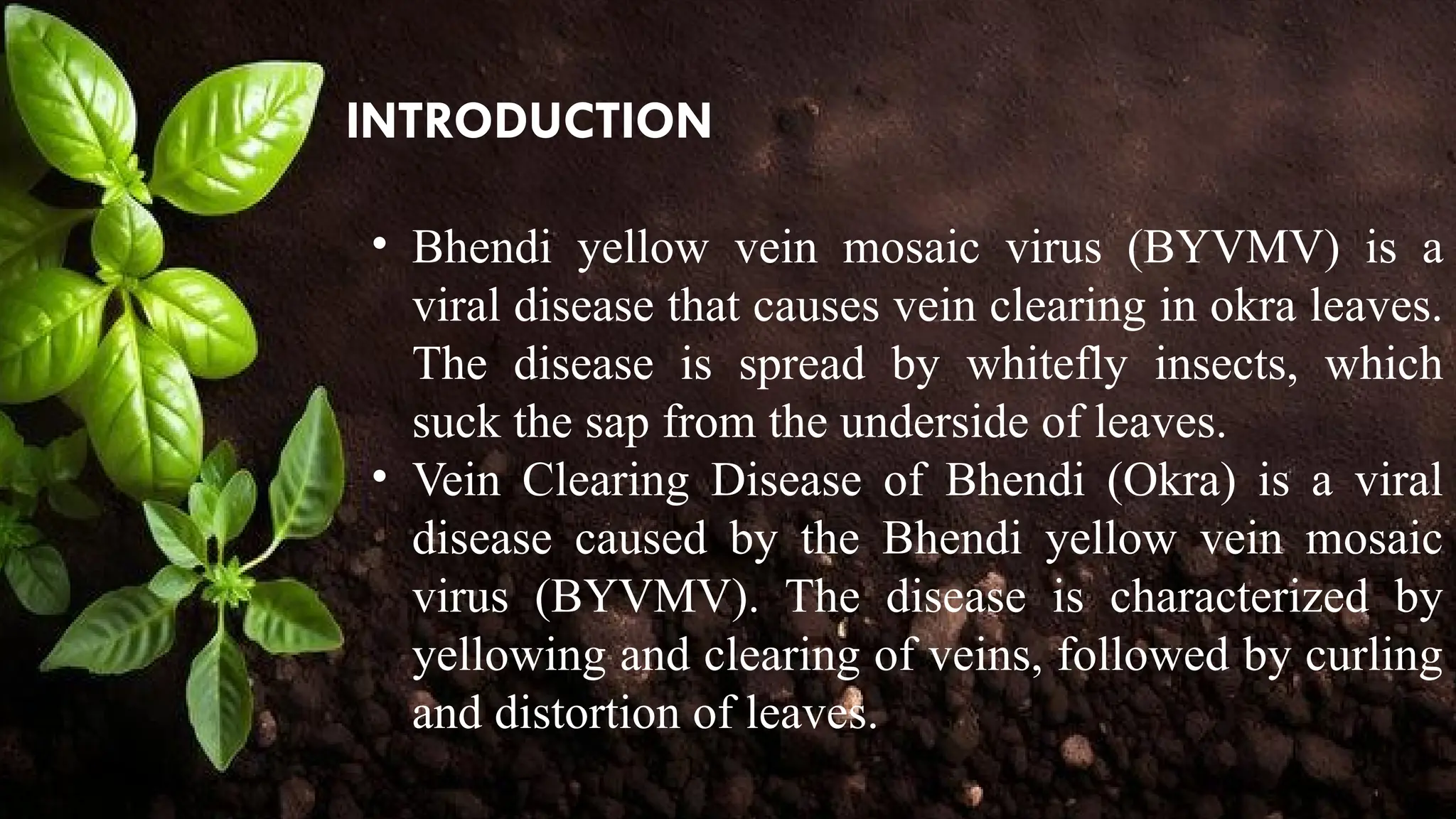 Vein Clearing Disease of Bhendi (Abelmoschusesculentus).pptx
