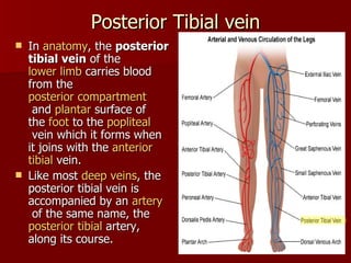 Superficial Veins Of The Leg