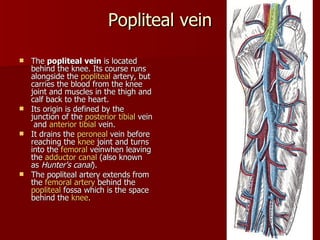 Vessel Name Off Of Popliteal Vein
