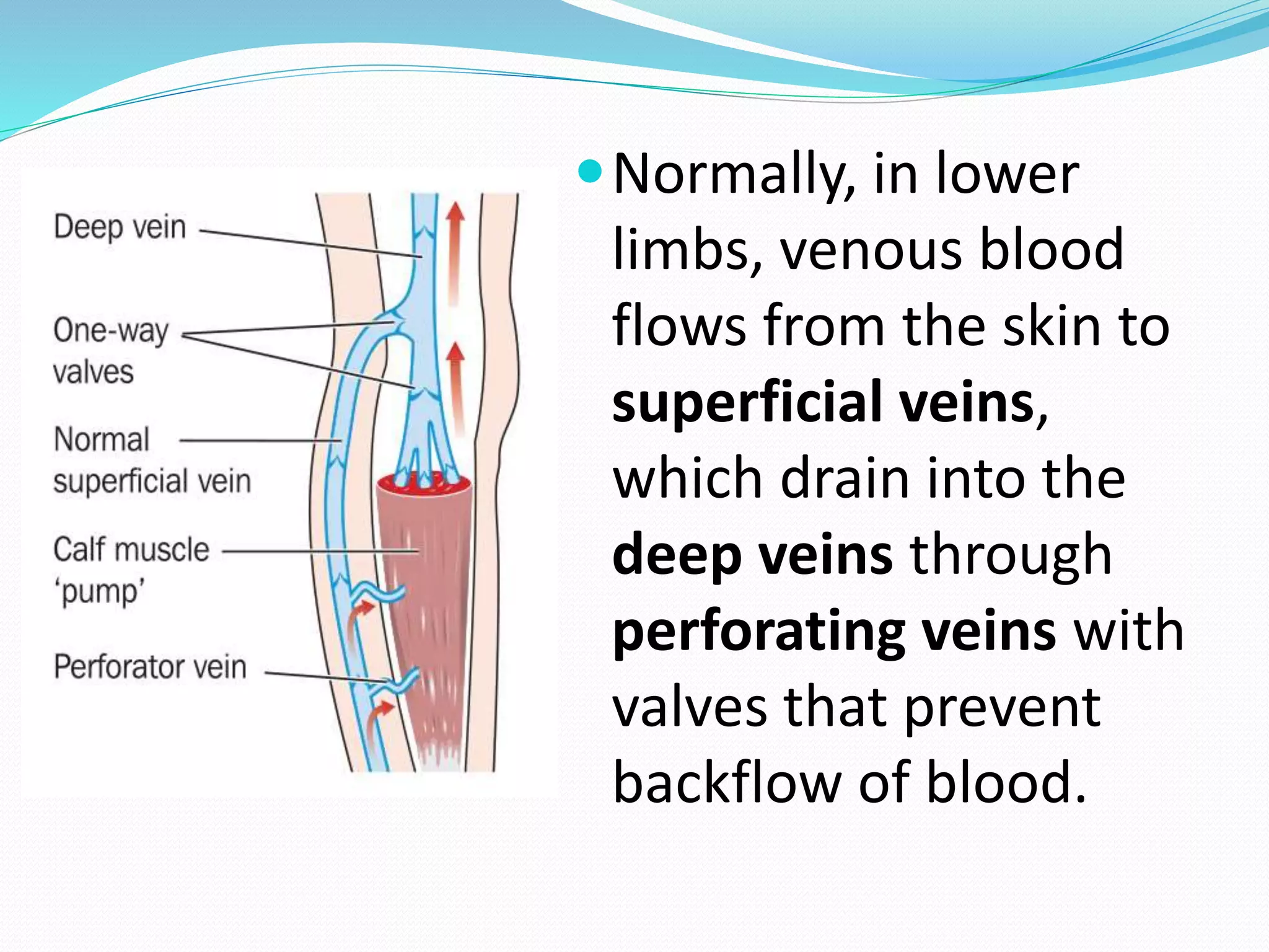 Clinical anatomy of leg | PPTX