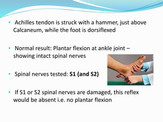 Clinical anatomy of leg | PPTX