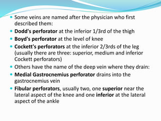 Clinical anatomy of leg | PPTX