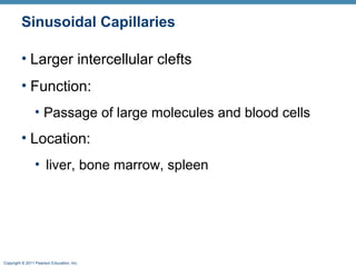 Veins arteries online | PPT