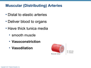 Distributing Arteries