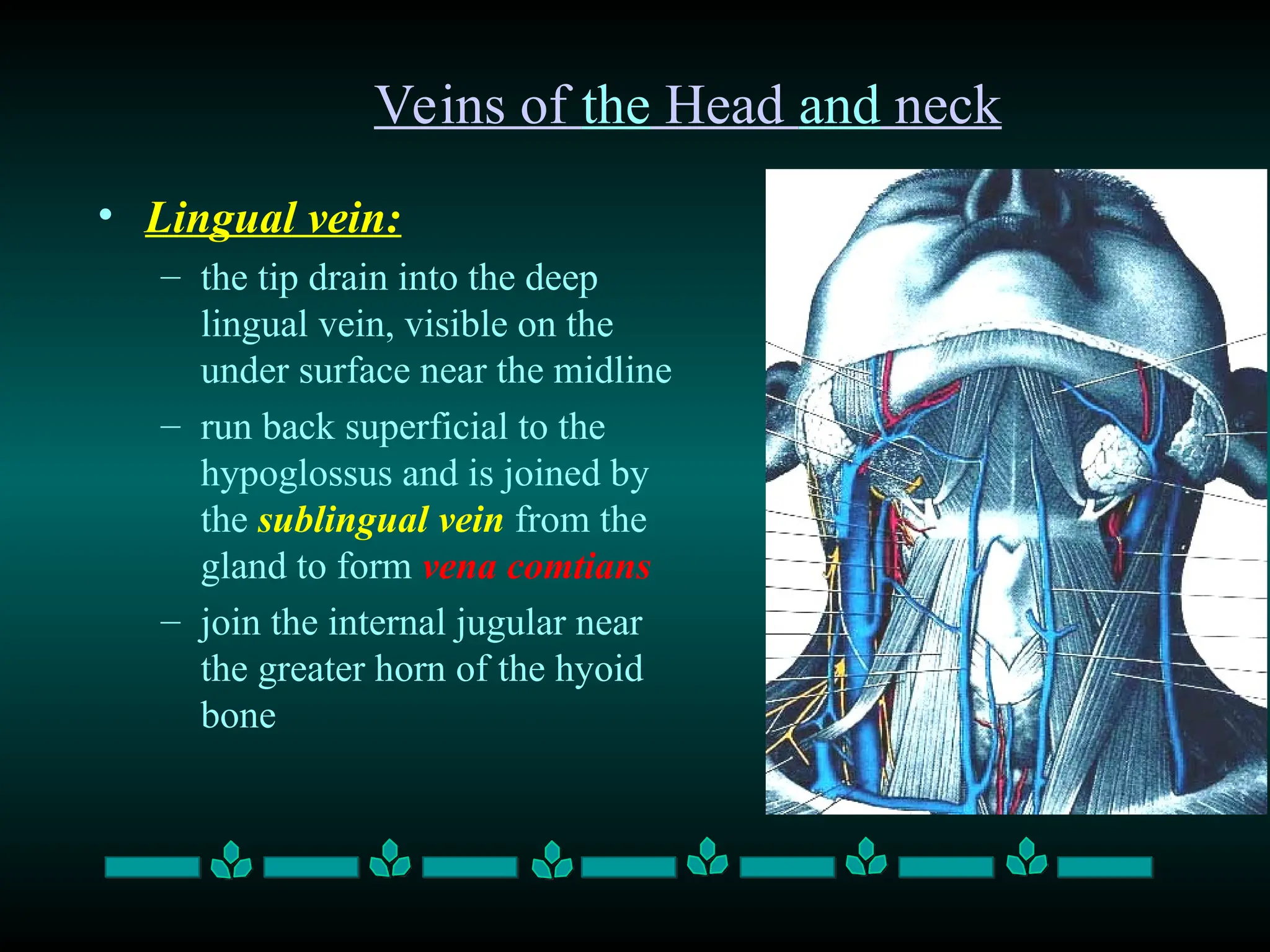 anatomy of veins of the head and neck .ppt