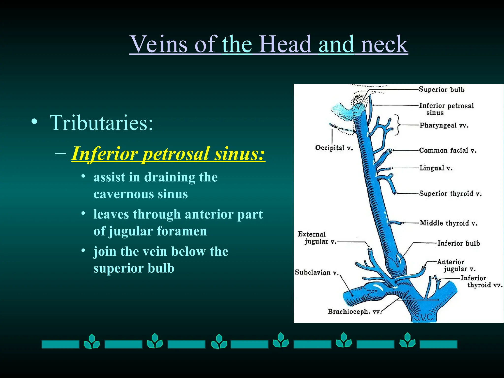 anatomy of veins of the head and neck .ppt
