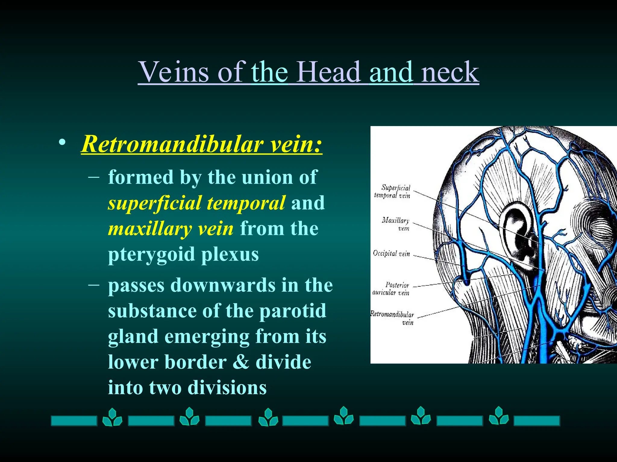 anatomy of veins of the head and neck .ppt