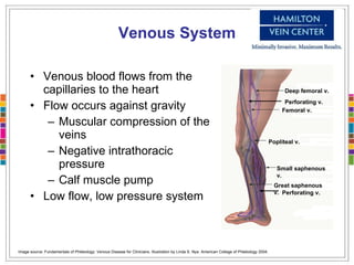 Vein Presentation For Family Practice | PPT