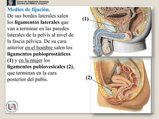 Anatomía De La Vejiga