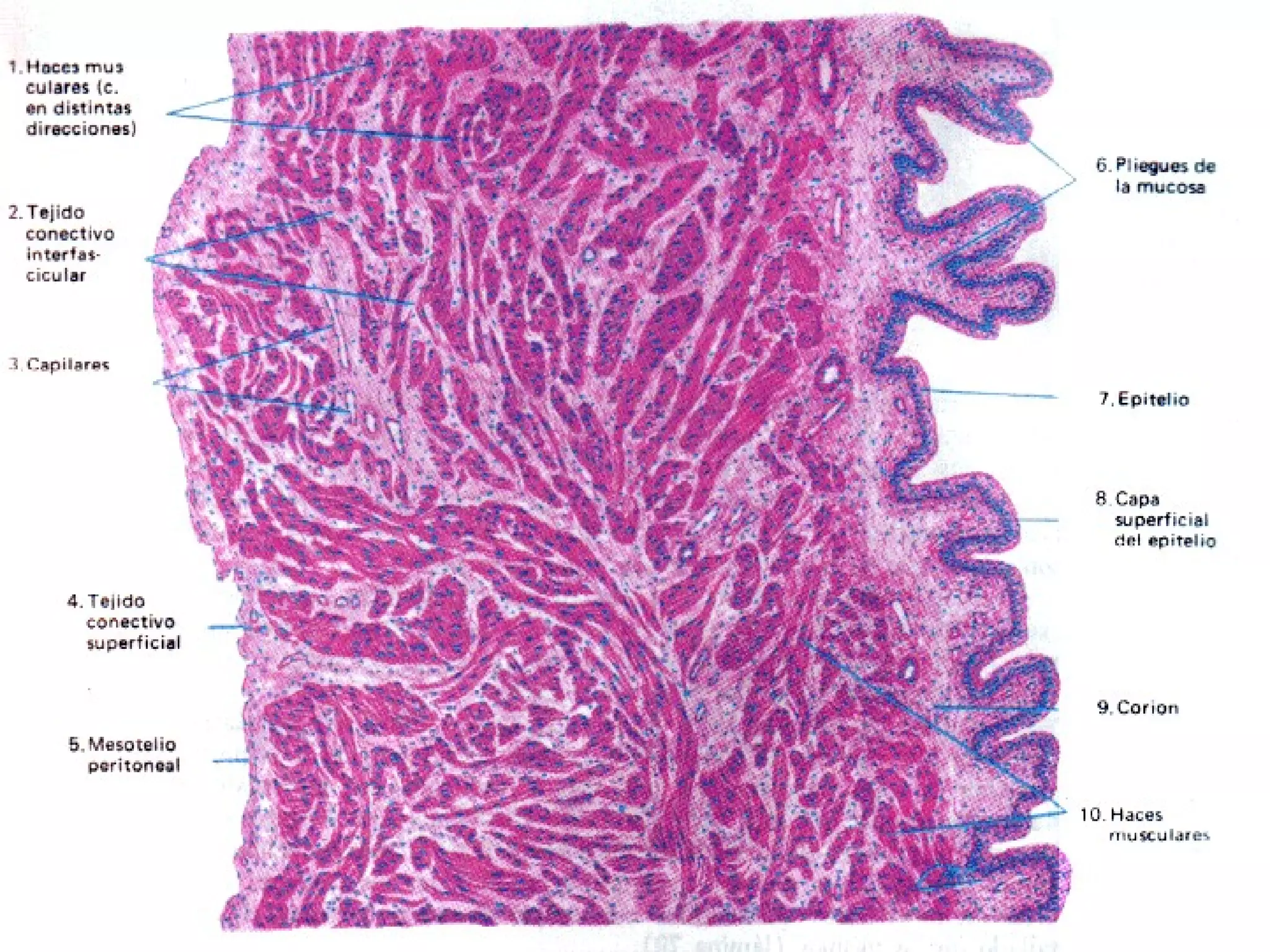 Histología De La Vejiga Ppt