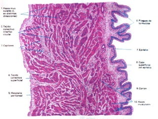 Histología De La Vejiga