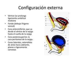 Anatomía de la Vejiga urinaria | PDF