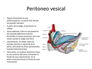 Anatomía de la Vejiga urinaria | PDF
