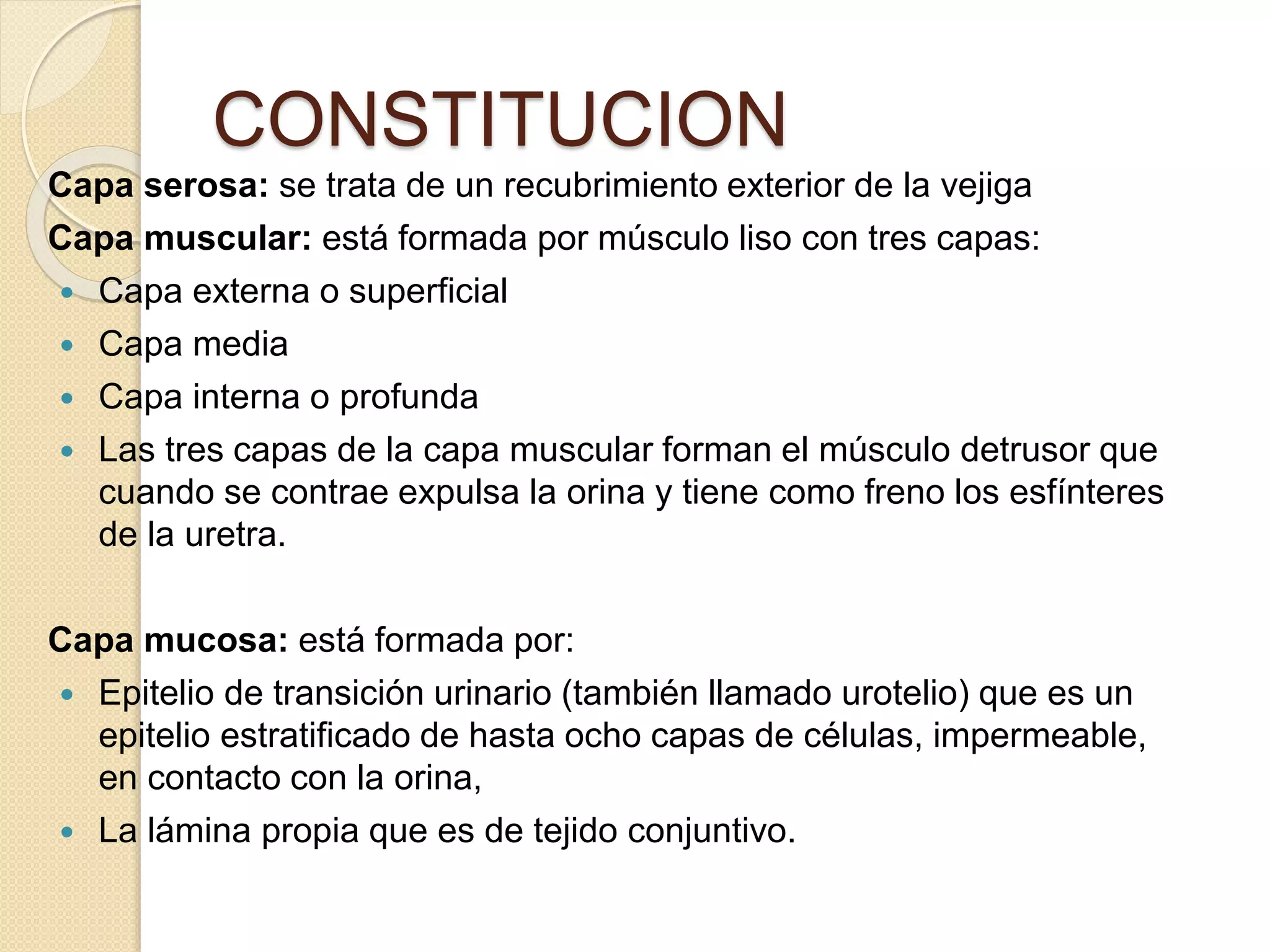 Vejiga urinaria ANATOMIA | PPTX