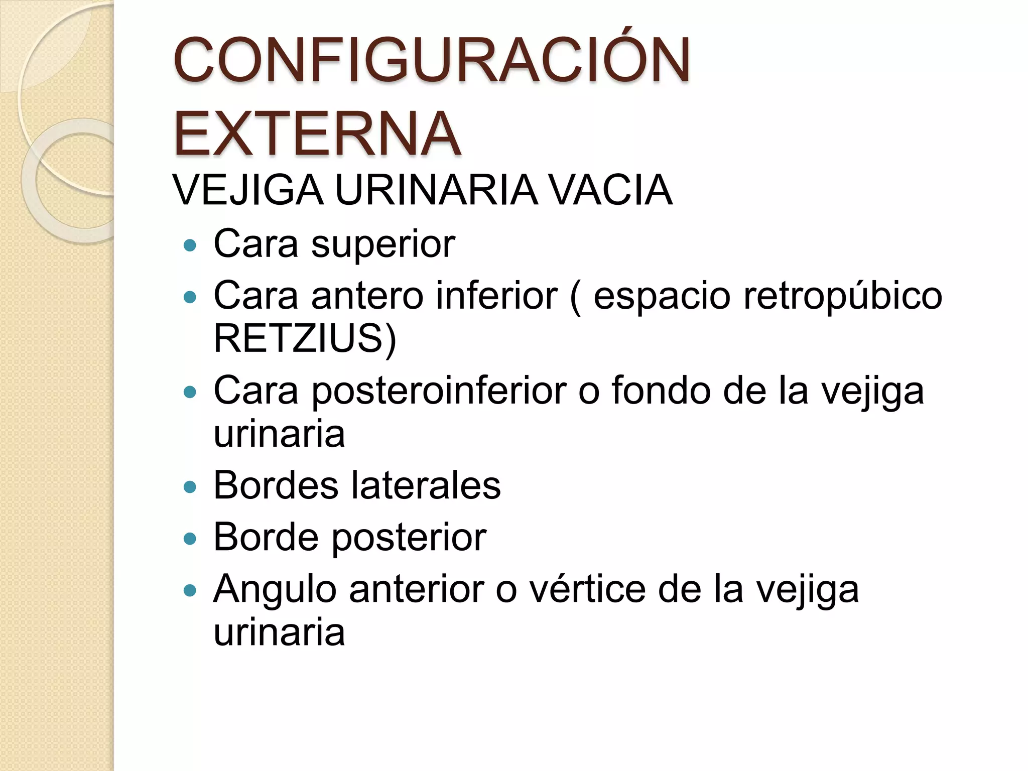 Vejiga urinaria ANATOMIA | PPTX