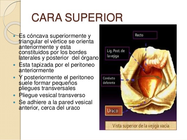 Vejiga urinaria ANATOMIA