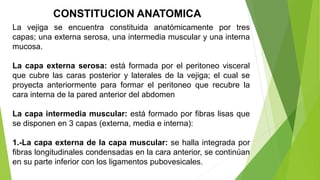Vejiga urinaria mujer uretra configuracion interna | PPTX