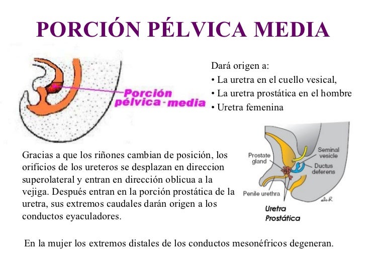 La Uretra Femenina: Anatomía Y Diagnostico De Su Patología – Estrich Mobil